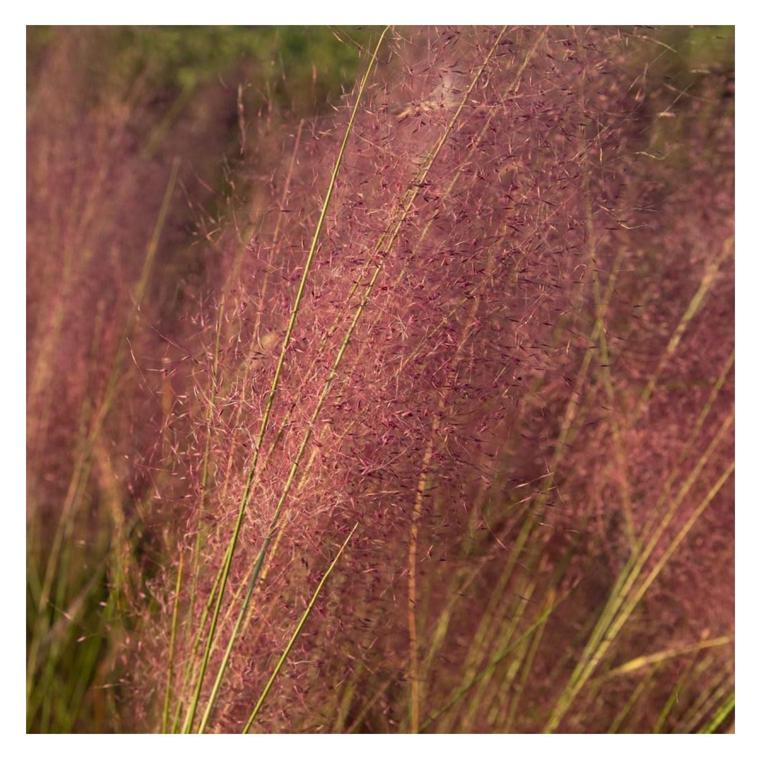 Muhly Grass (2.5 Quart) Tall Ornamental Perennial with Airy Plume Heads ...