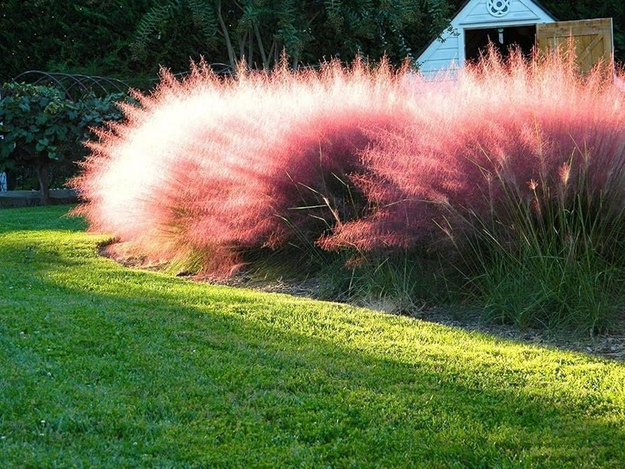 Muhly Grass 2 Extra Large 3 Gallon Plants Muhlenbergia capillaris ...