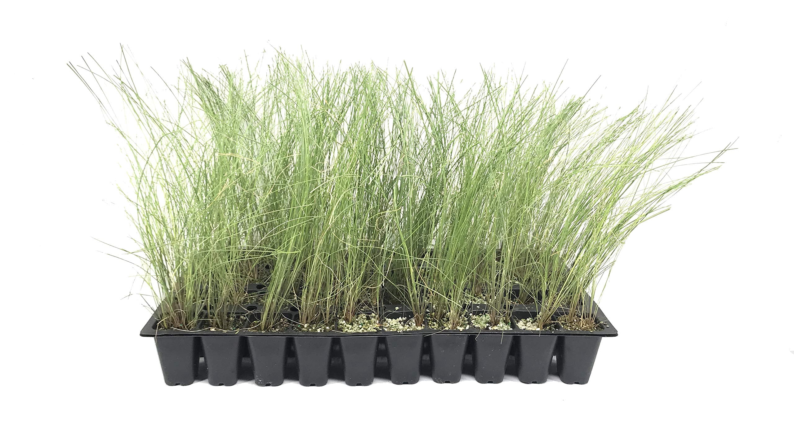 Muhly Grass | 3 Live Plants | Muhlenbergia Capillaris | Pink Plumes ...