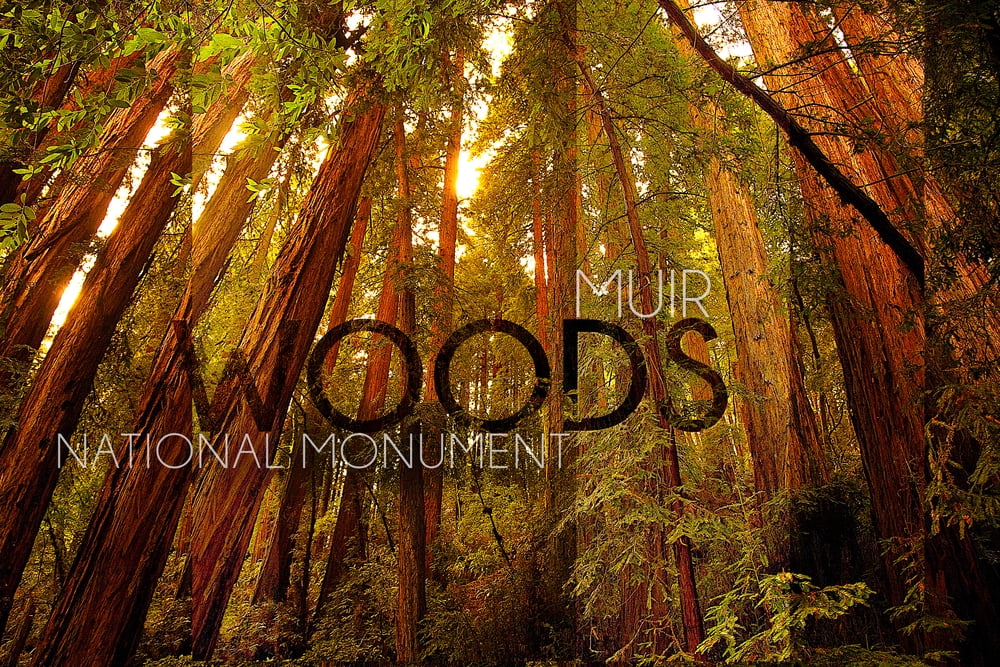 Muir Woods National Monument, California, Forest View #2 Photograph ...