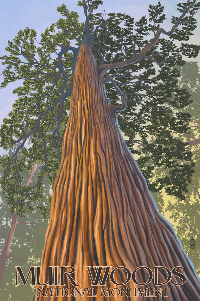 Muir Woods National Monument, California, Looking Up Tree (24x36 Giclee ...