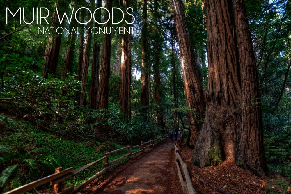 Muir Woods National Monument, California, Path #2 Photograph (24x36 ...