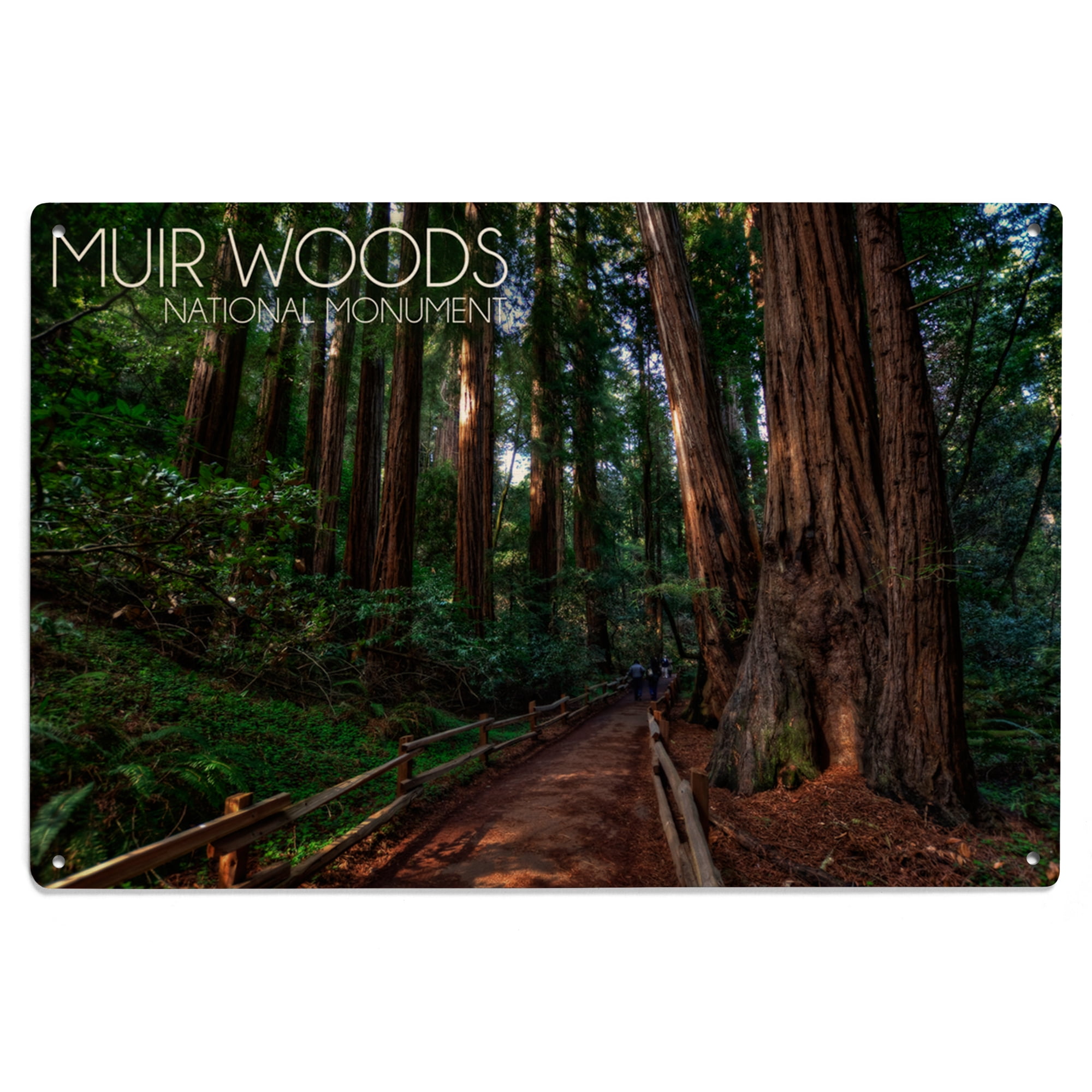 Muir Woods National Monument, California, Path #2 Photograph Birch Wood ...