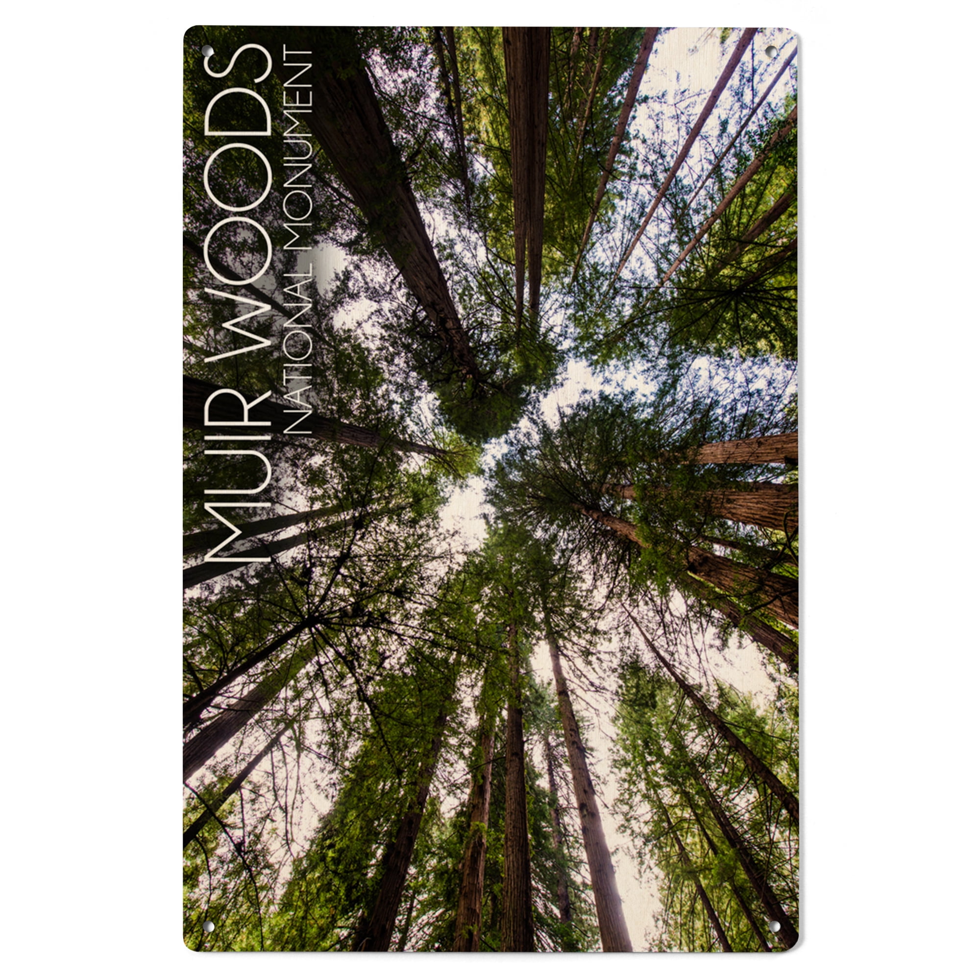 Muir Woods National Monument, California, Trees Looking Up, Photography ...