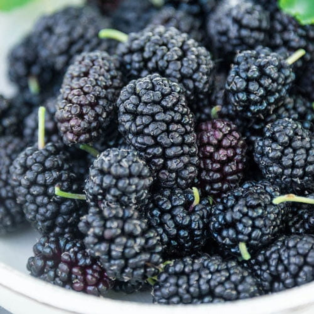Mulberry Bush (Morus) Dormant Bare Root Starter Fruiting Plant (1-Pack ...