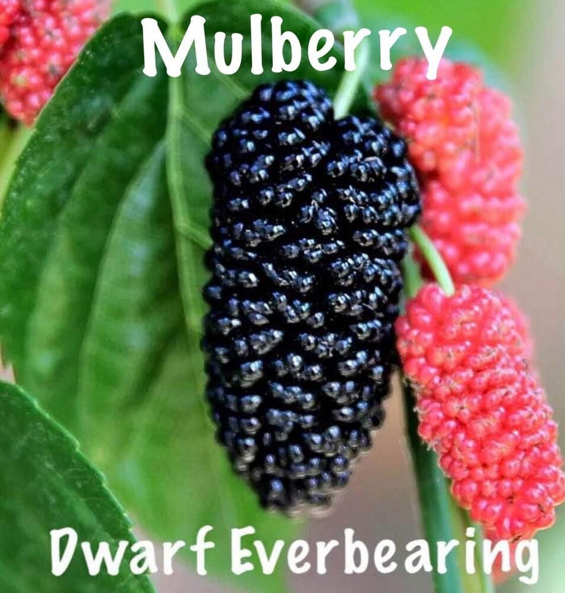 Mulberry Tree - 'Dwarf Everbearing' - Morus nigra 10 live plants edible fruit - Walmart.com