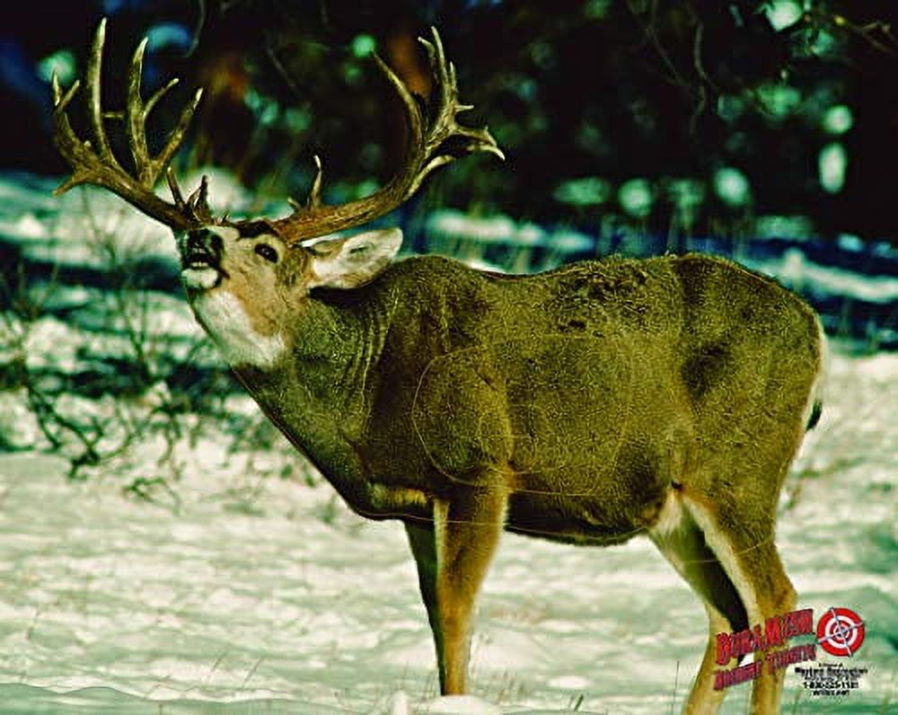 Mule Deer #1, DM215 - Walmart.com
