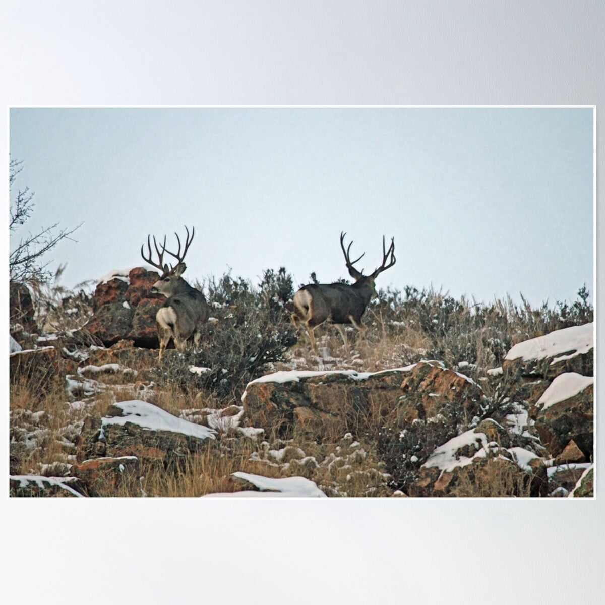 Mule Deer Bucks First Snow Poster Wall Art, Modern Wall Decor For ...