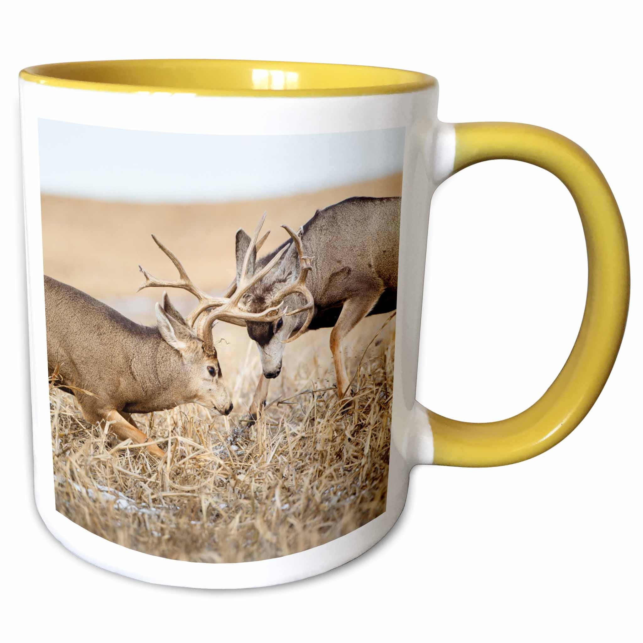 3drose, Mule Deer, Odocoileus Hemionus, Bucks Fighting During Rut, 11oz ...