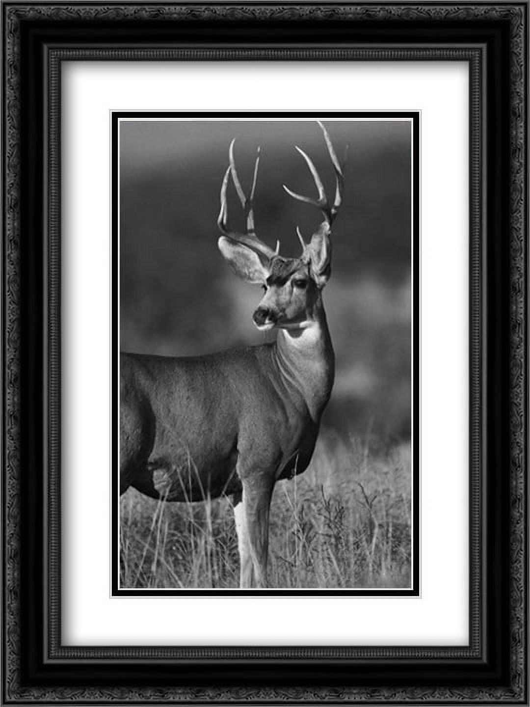 Mule Deer male in dry grass, North America - Black and White 2x Matted ...