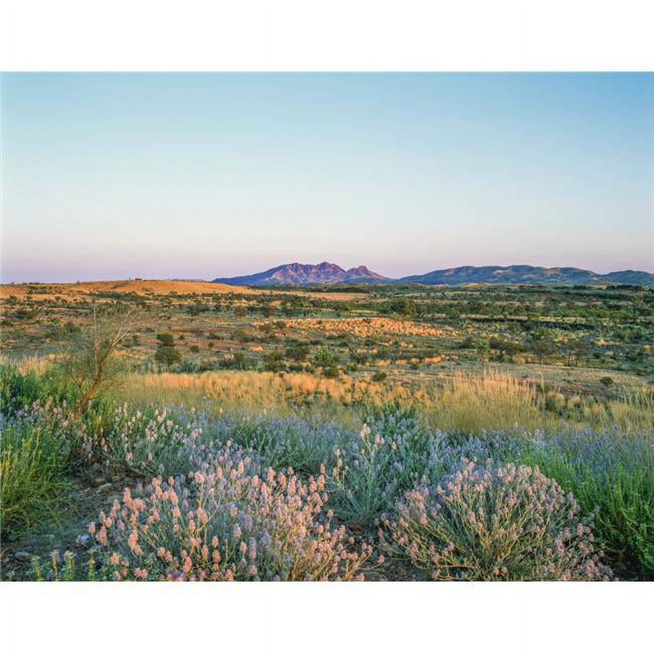 Mulla Mulla Ptilotus Flowers with Australian Landscape Unfolding in The ...