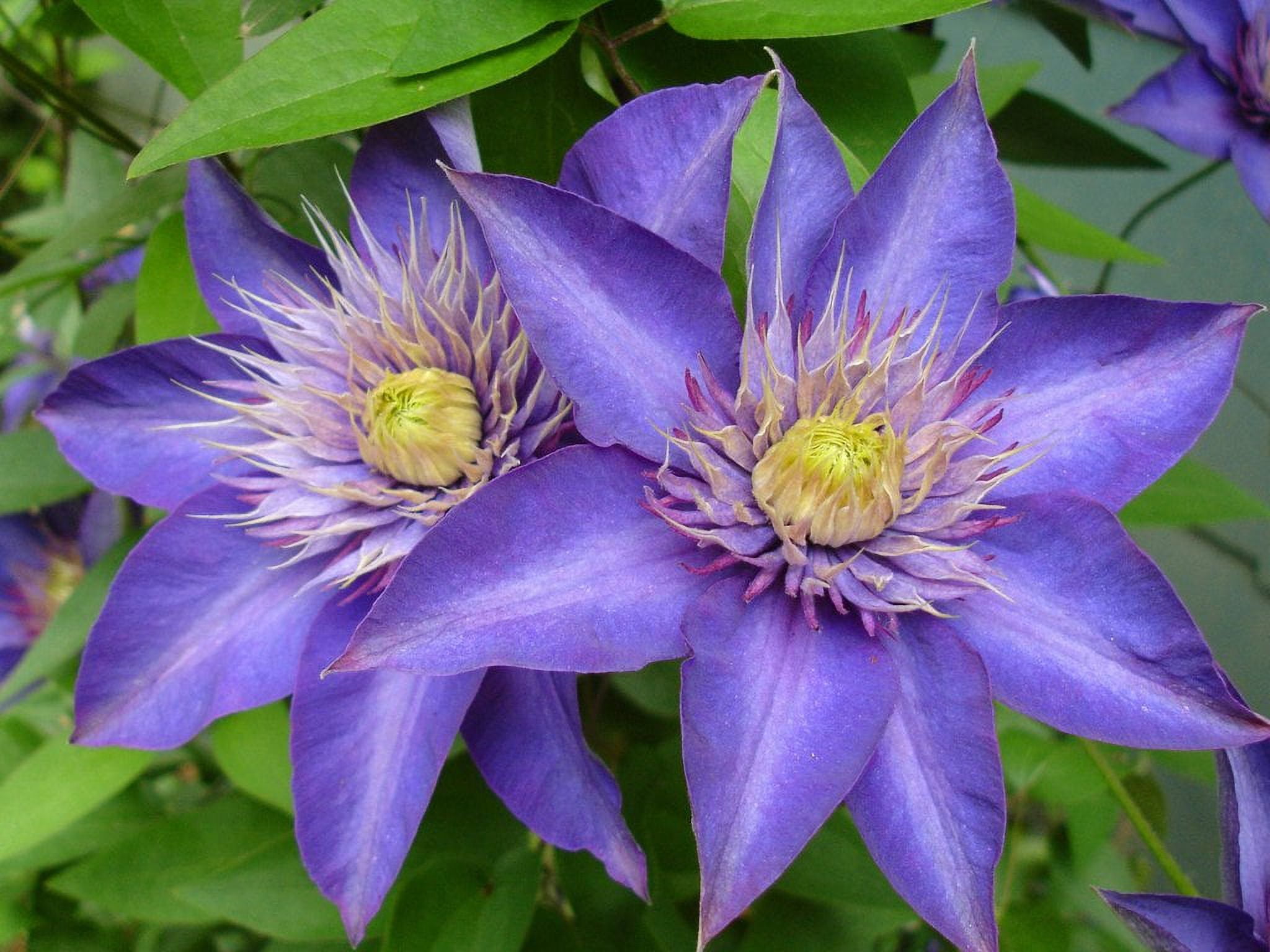 "Multi Blue Clematis - Hardy Live Blooming Outdoor - Navy Blue Double ...