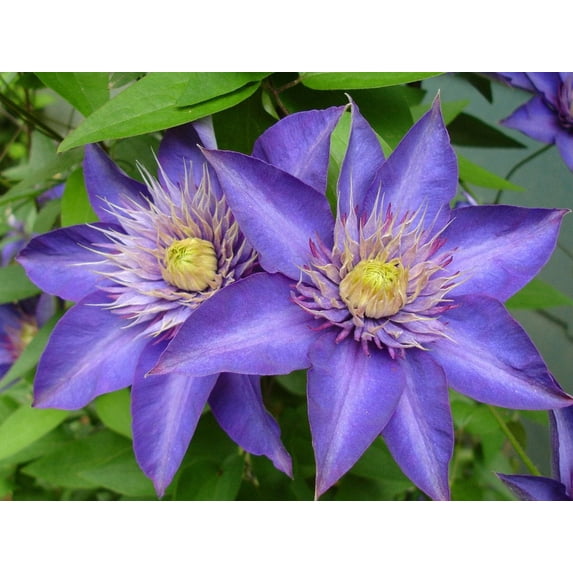 "Multi Blue Clematis - Hardy Live Blooming Outdoor - Navy Blue Double ...