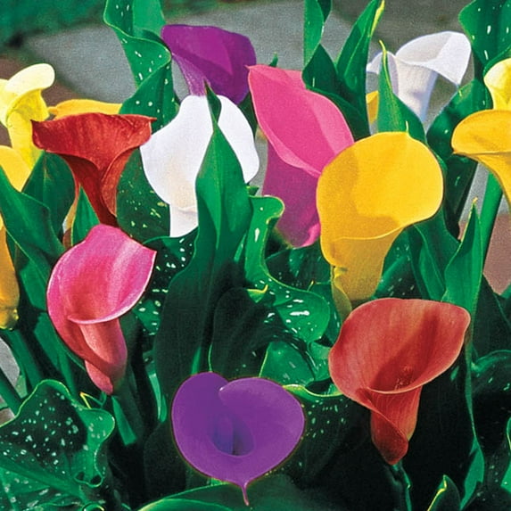 Multi-Color Calla Lily Dormant Bare Root Summer Flowering Bulb Mixture ...