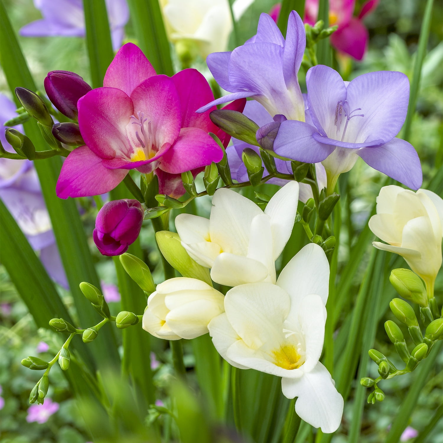 Multi-Color Flowering Cool Breeze Freesia Blend Dormant Bare Root ...