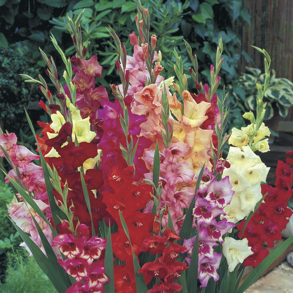 Multi-Color Flowering Glamini Dwarf Gladiolus Dormant Bare Root Summer ...