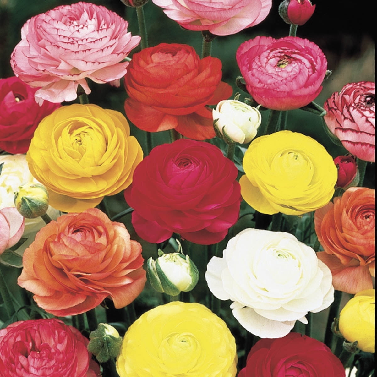 Multi-Color Flowering Persian Buttercup Ranunculus Dormant Bare Root ...