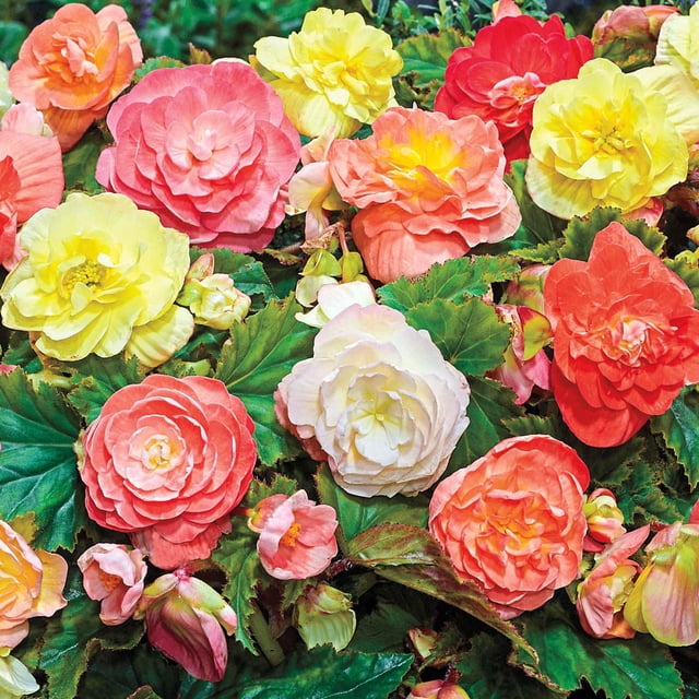 Multi-Color Pastel Begonia Dormant Bare Root Summer Flowering Starter ...