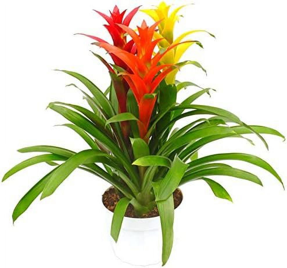 Multi-Colored Bromeliad Planter - 3 Live Plants in a Single 6 Inch Pot ...