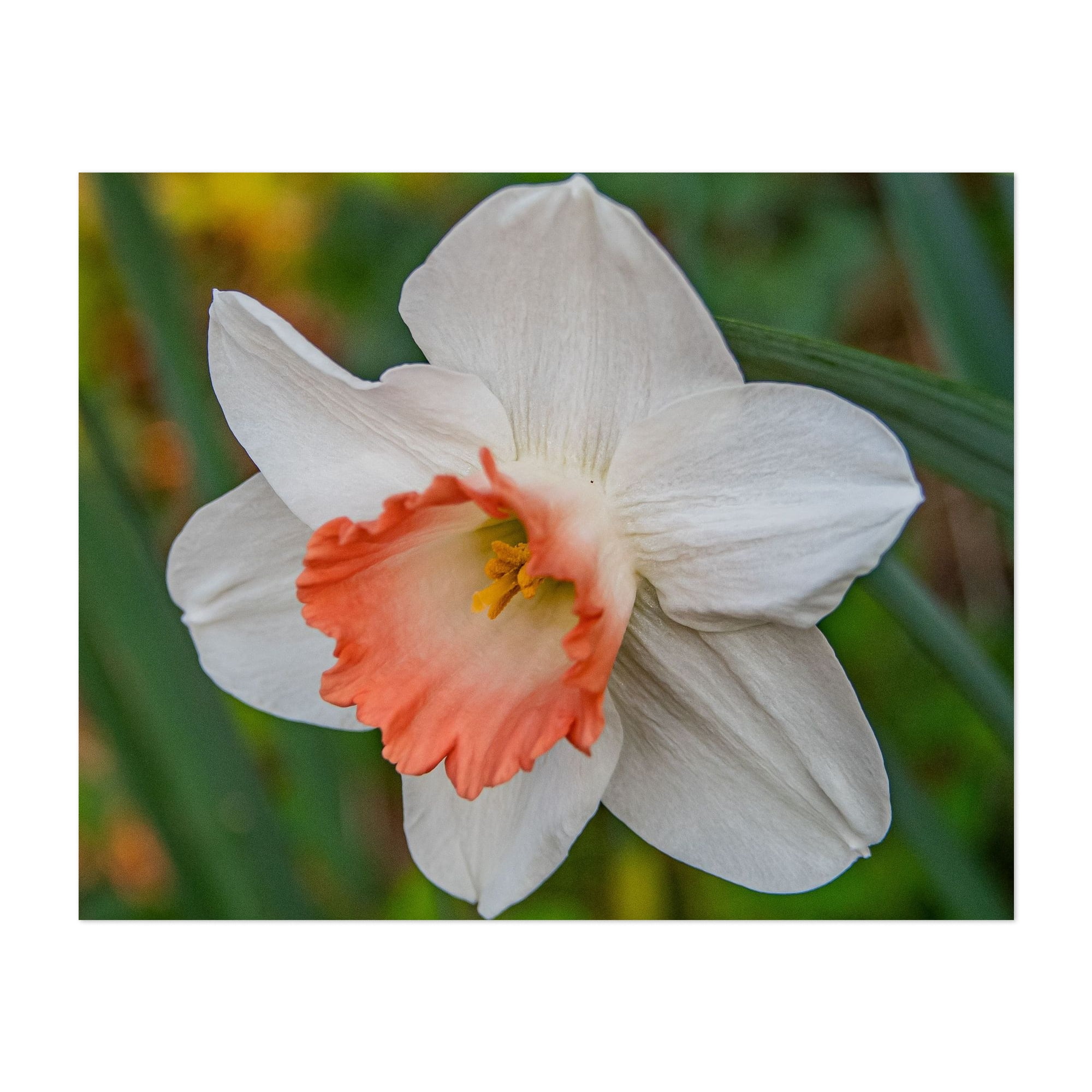 Multi-Colored Daffodil - Seven Valleys Pennsylvania Photography Flowers ...