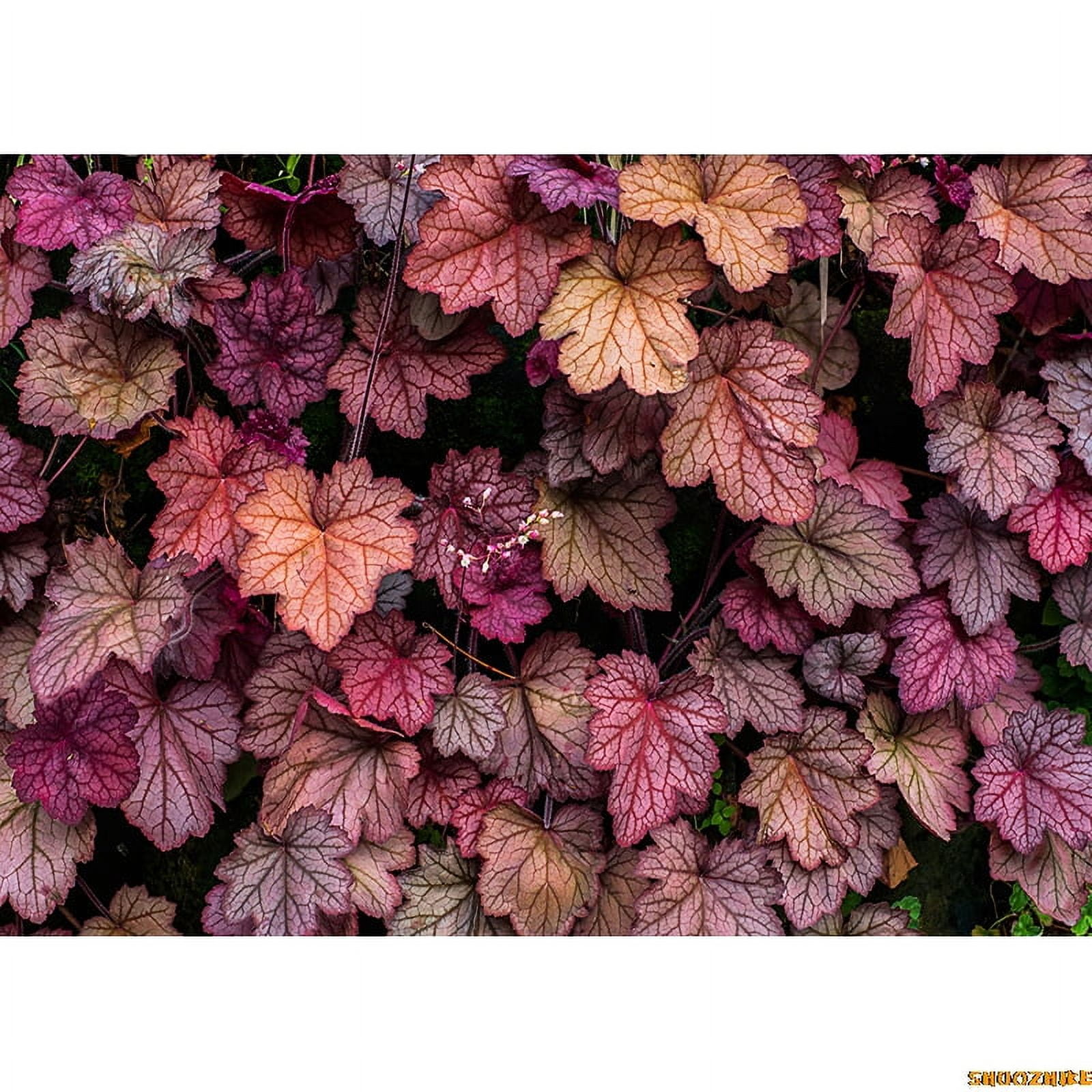 Multi Colors Pink Red Flowers Wall Photography Backdrops Valtine's Day ...
