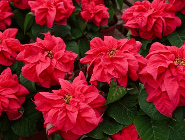Multi Varieties Poinsettia Plants Live, Winter Rose Poinsettia Flowers ...