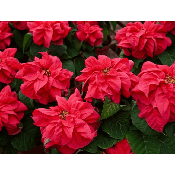 Poinsettias in Christmas Plants - Walmart.com