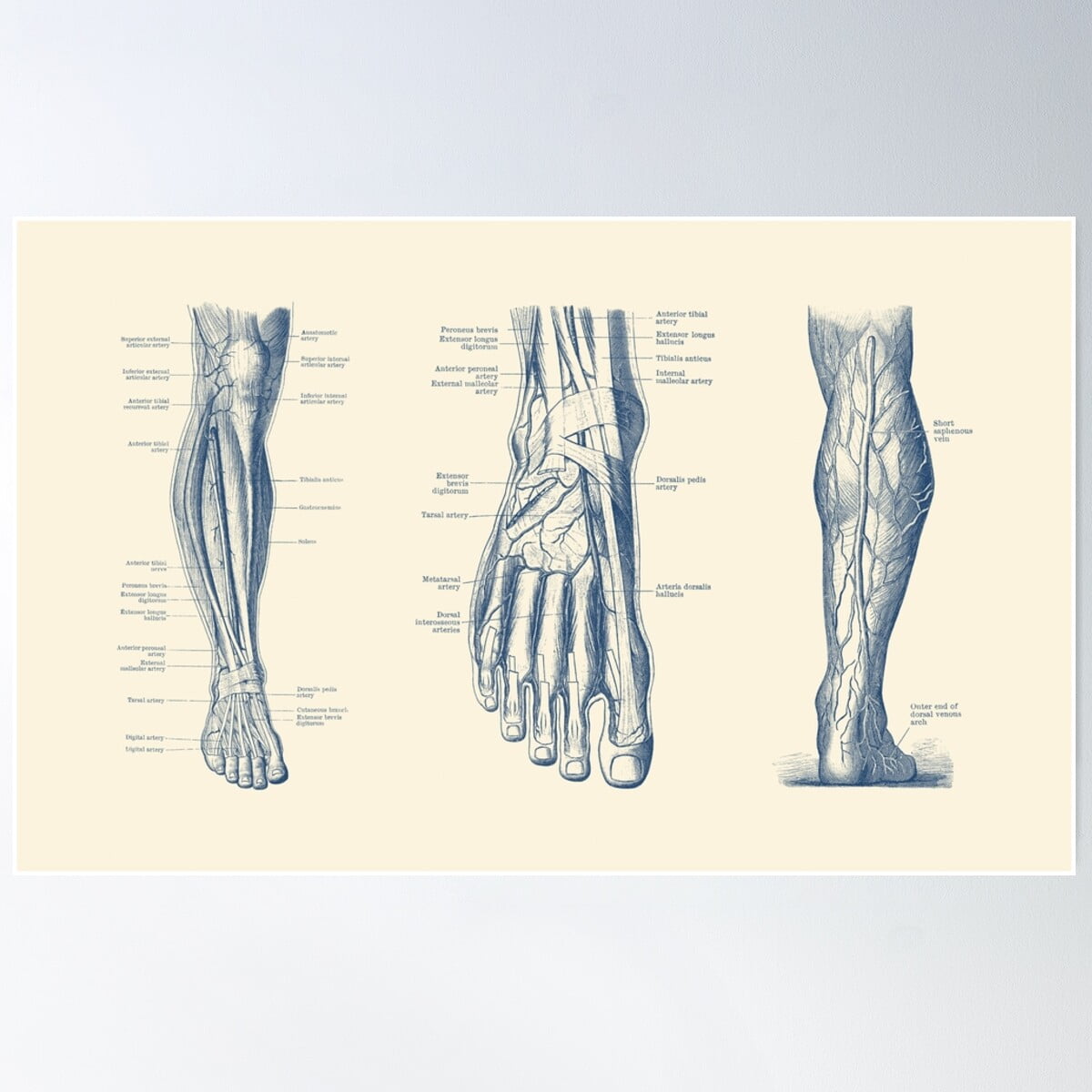 Multi-View Leg Diagram - Human Circulatory System Poster Wall Art ...