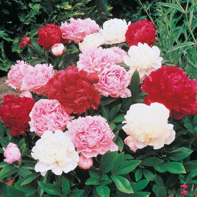 Giant Multi-color Double Flowering Peony Dormant Bare Root Perennial ...