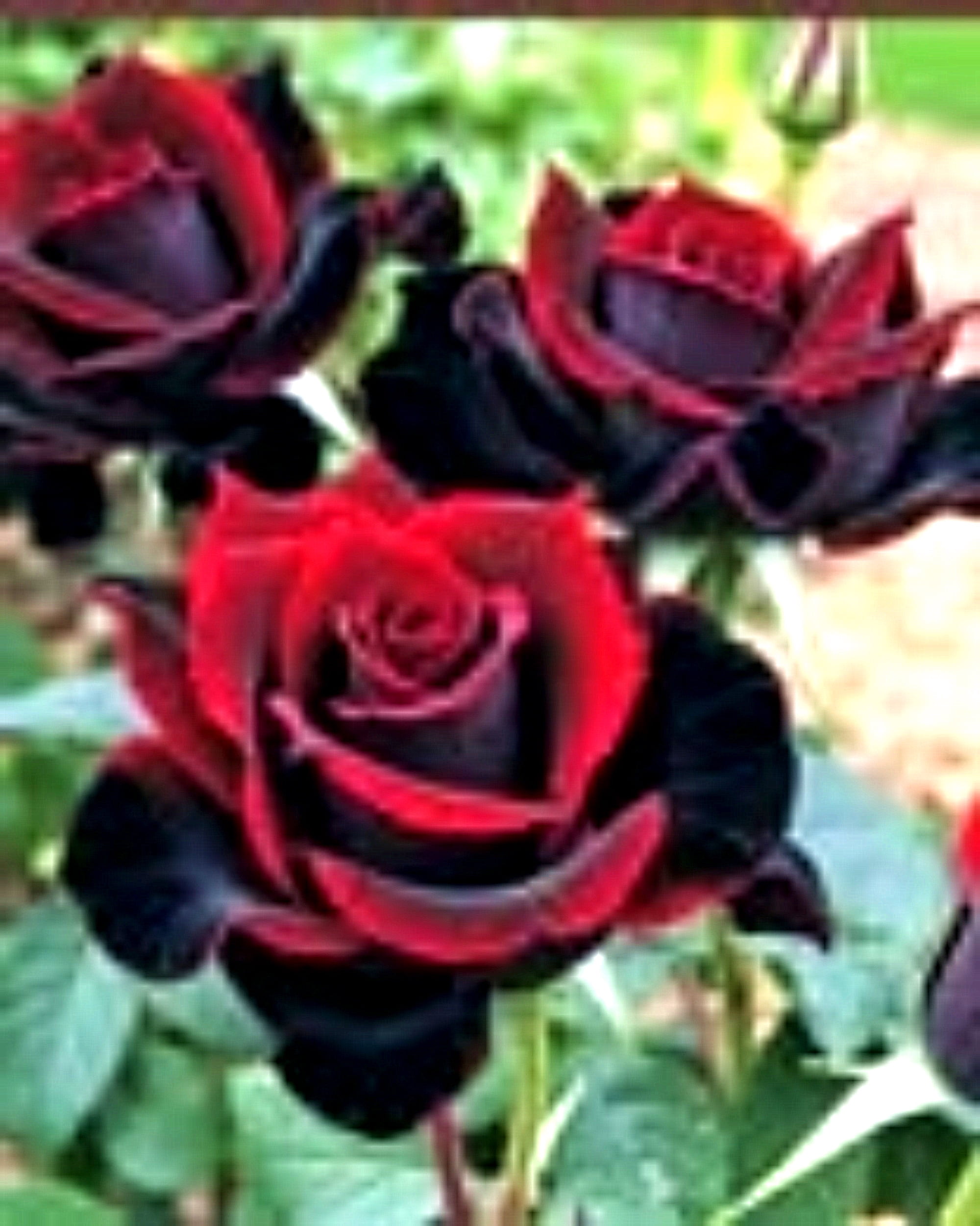 Multi-color roses are used for viewing, and are a good choice for ...