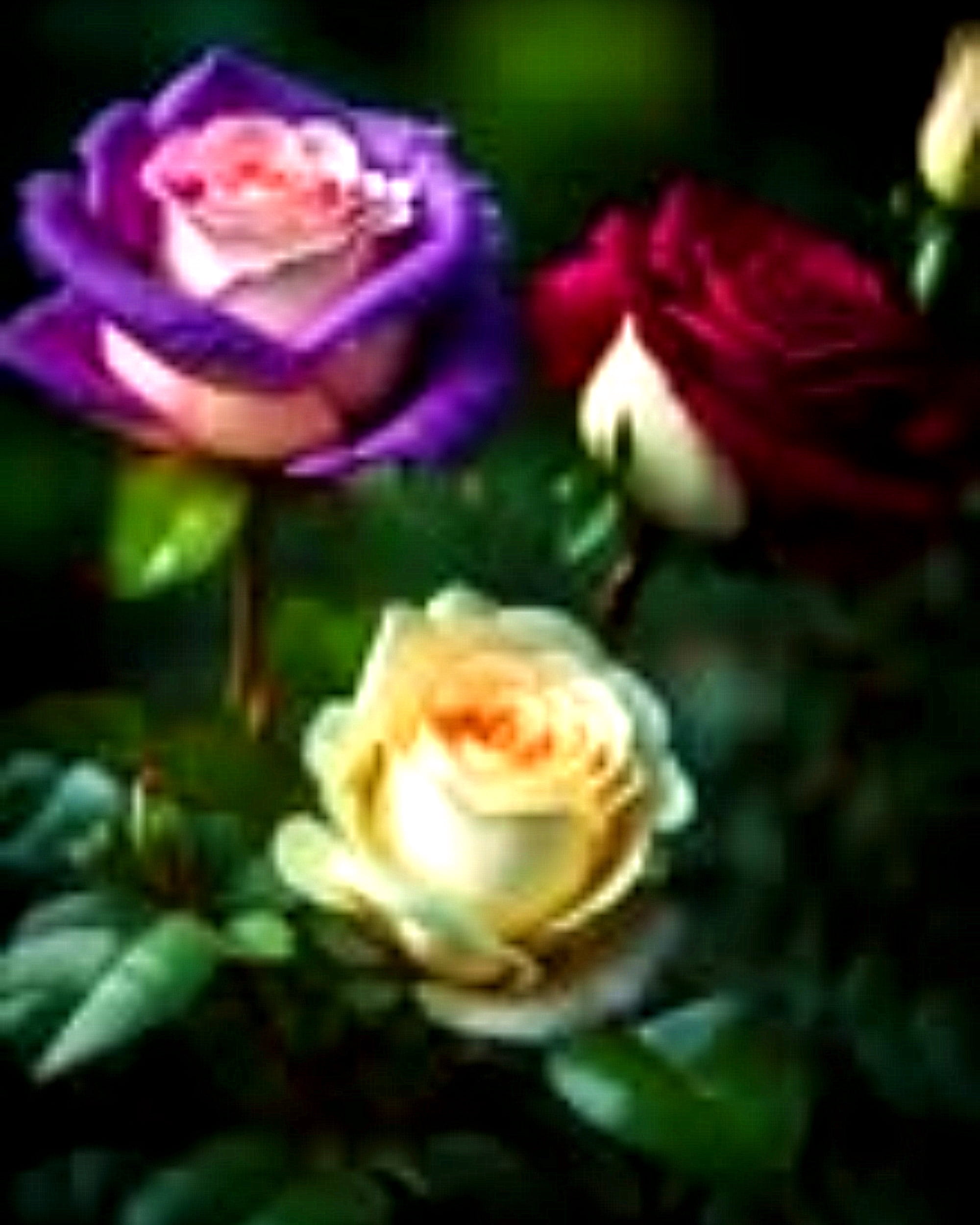 Multi-color roses are used for viewing, and are a good choice for ...
