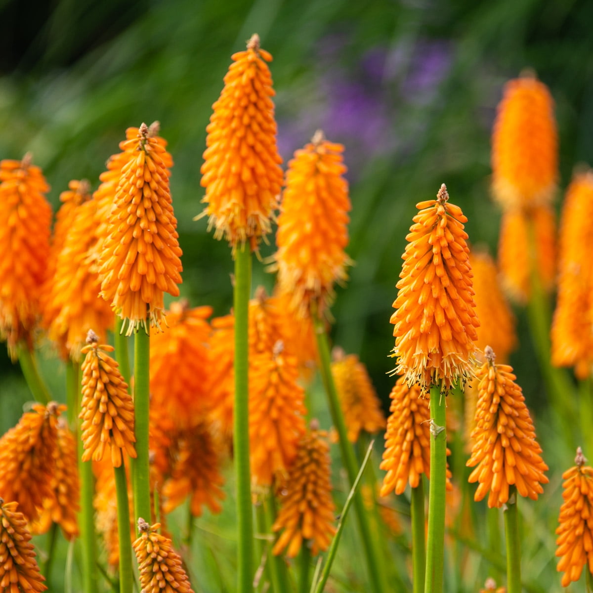 Multi-colored Flowering Red Hot Poker Plant Super Value Pack Dormant ...