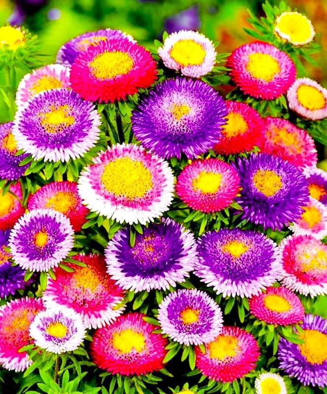 Multicolor Aster Queen Seed Mix 200 Seeds MHD1for Planting Non-GMO ...
