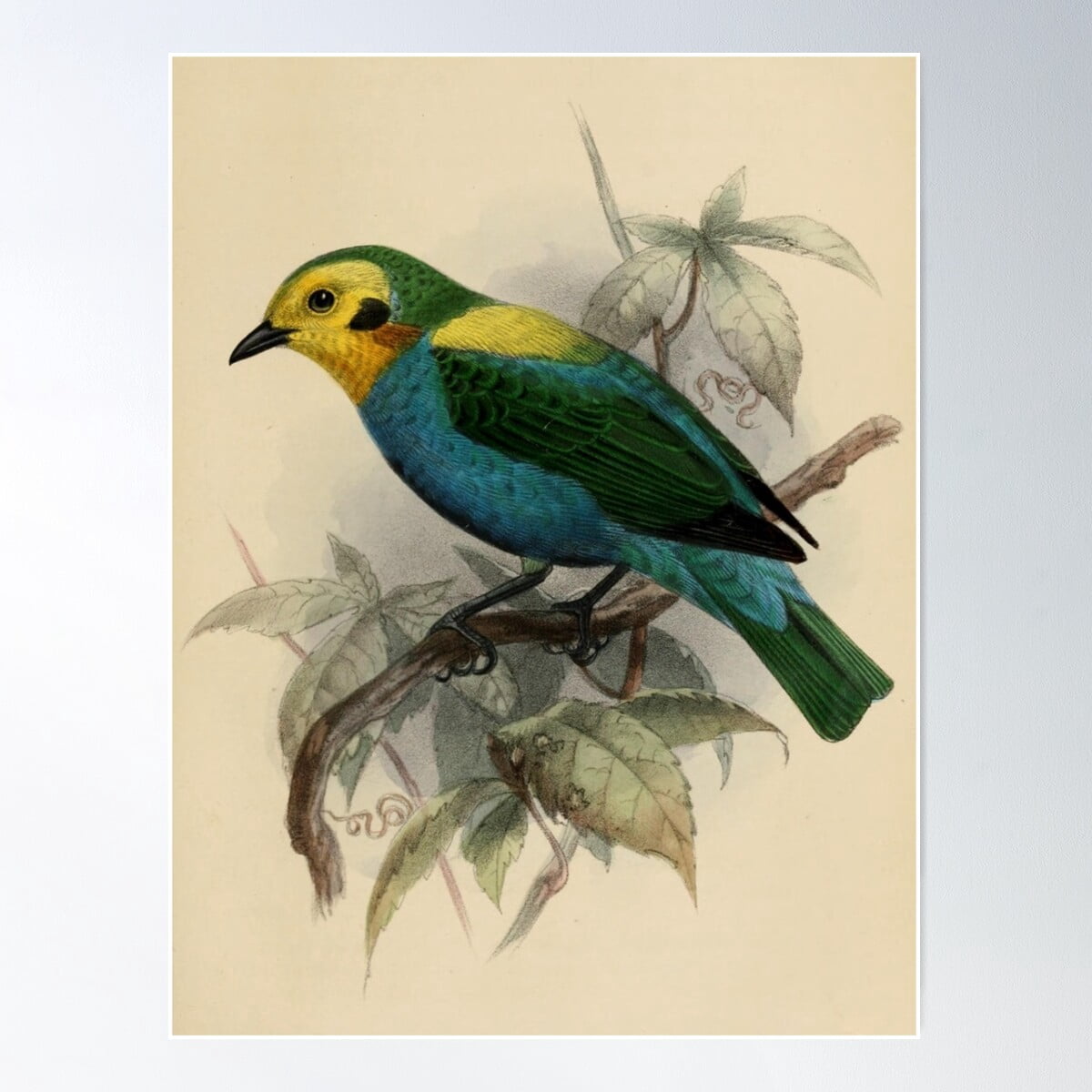 Multicolored Tanager Perched On A Tree Poster Wall Art, Modern Wall ...