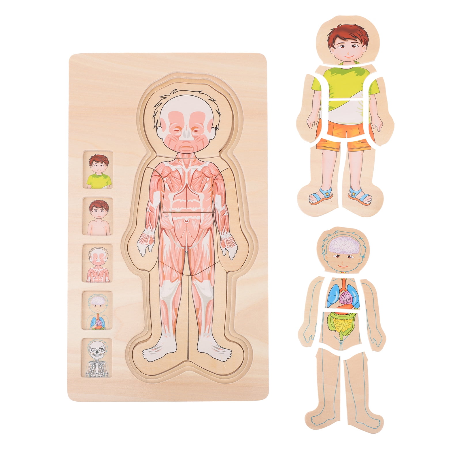 Multilayer Puzzle Early Educational Toy Human Body Structure - Walmart.com