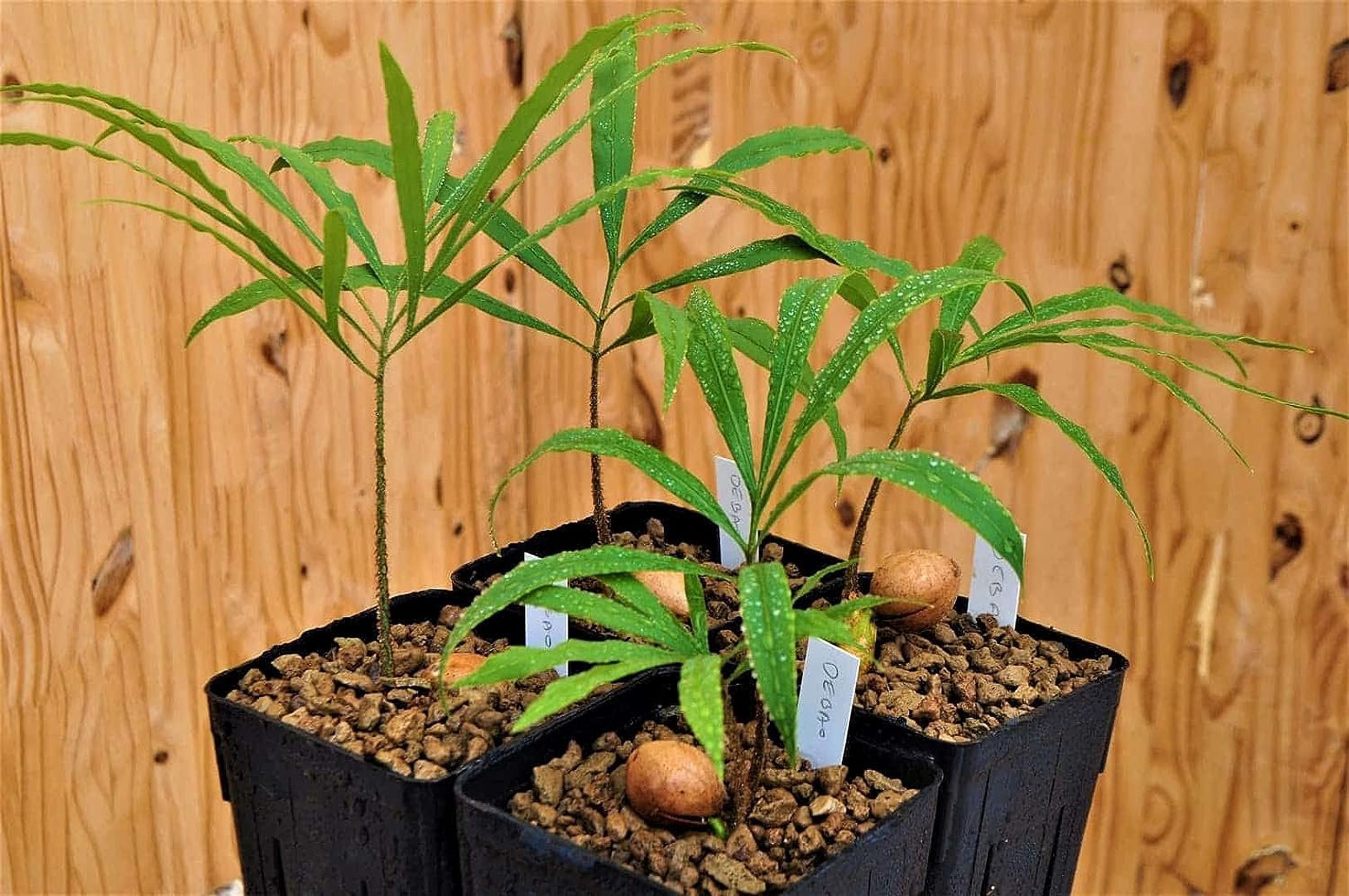 Multipinnate Sago Palm - 5 Live Plants in 4 Inch Growers Pots - Cycas ...