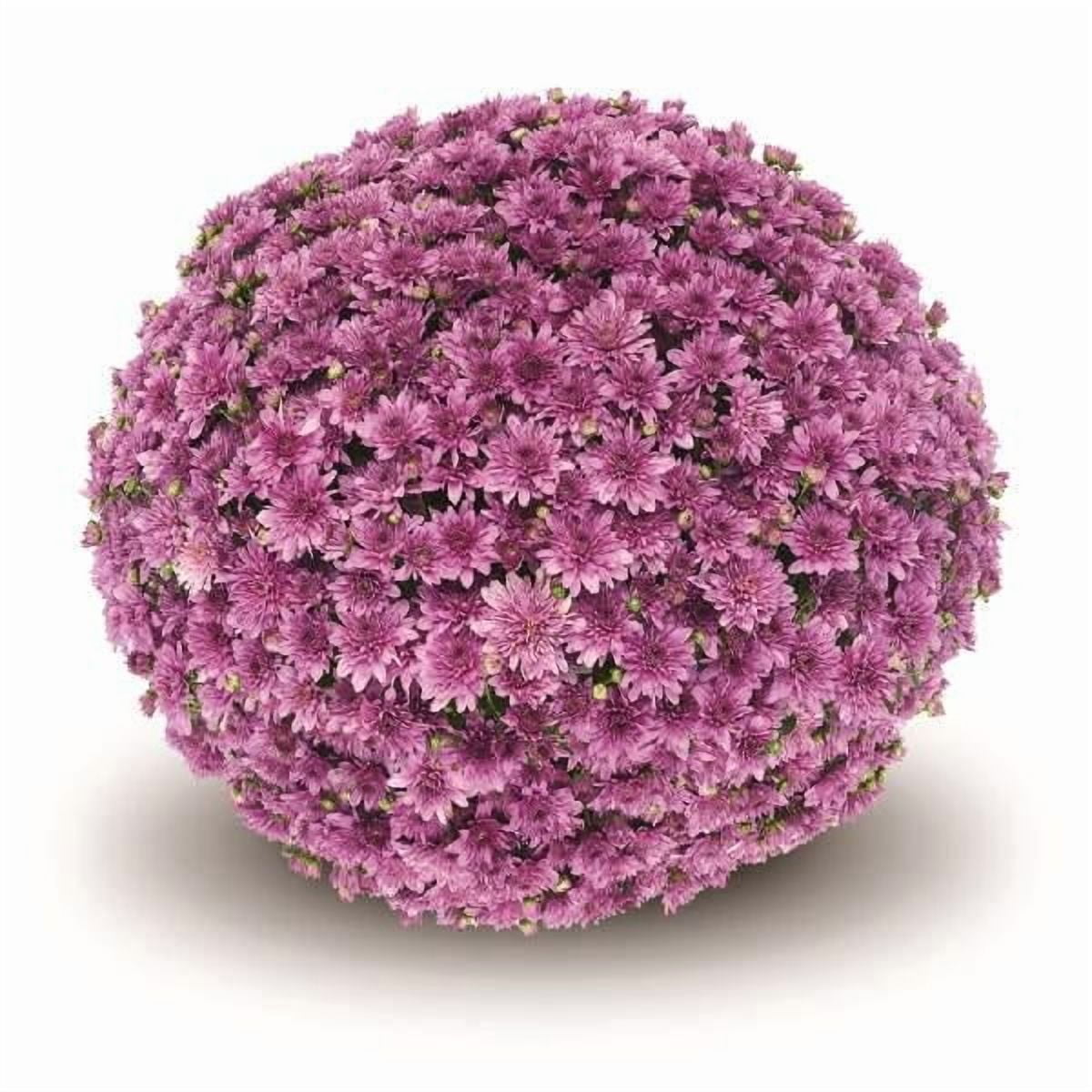 Pink Fonti Pink Garden Mum-Perennial for vibrant fall color 9" Pot ...