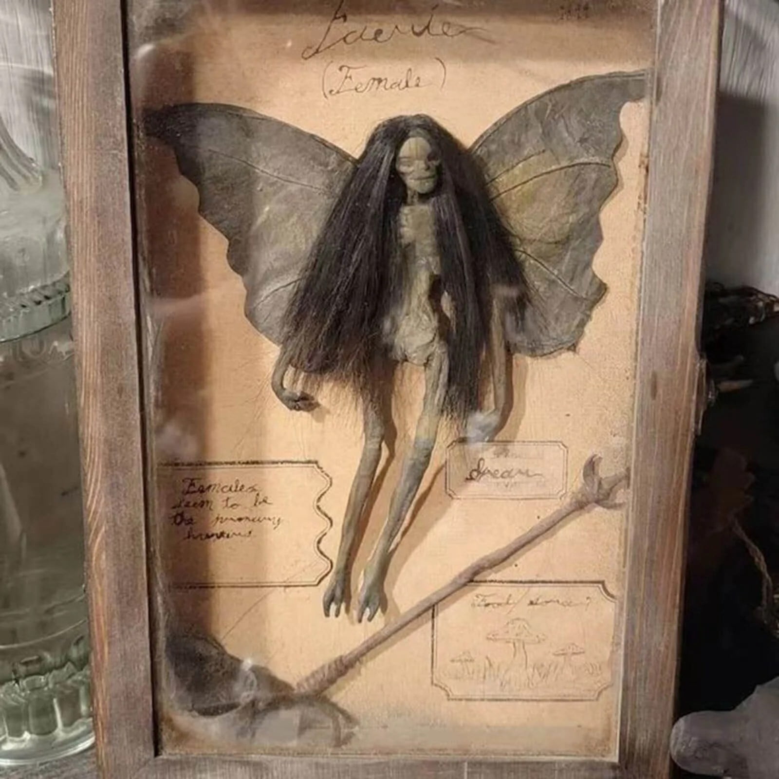 Mummified Fairy In Display Box The Light Lifelike And Makes You Feel ...