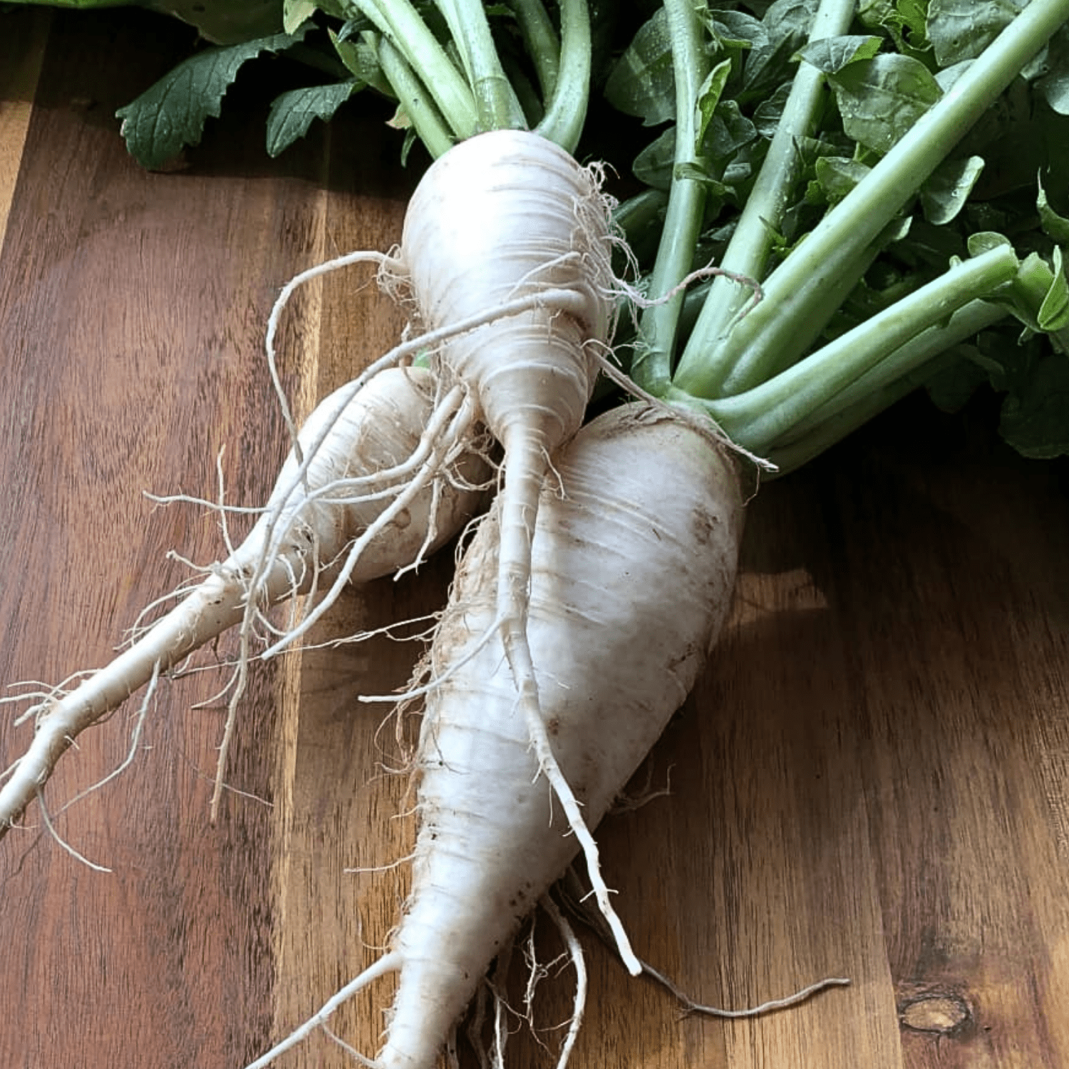 Munchener Bier Winter Radish Seeds - Walmart.com