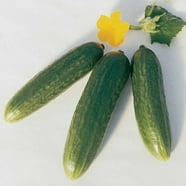Burpee Burpless Beauty Cucumber Seeds - Non-GMO, Slicing Cucumber ...