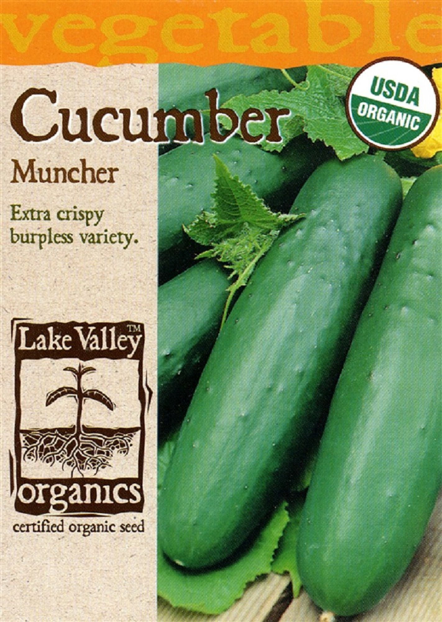 Muncher Cucumber Seeds - 15 Seeds - Walmart.com