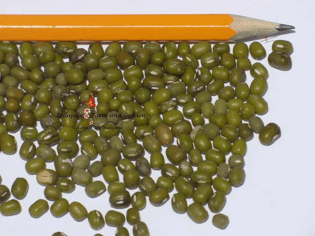 Mung Bean Seeds/ Vigna Radiata/ Annual/ Full Sun/ 500 Seeds 1 oz ...