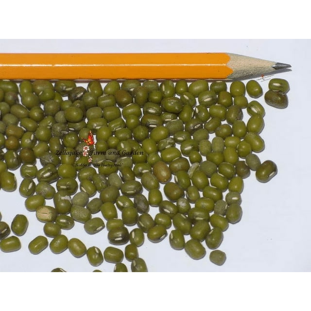 Mung Bean Seeds/ Vigna Radiata/ Annual/ Full Sun/ 500 Seeds 1 oz ...