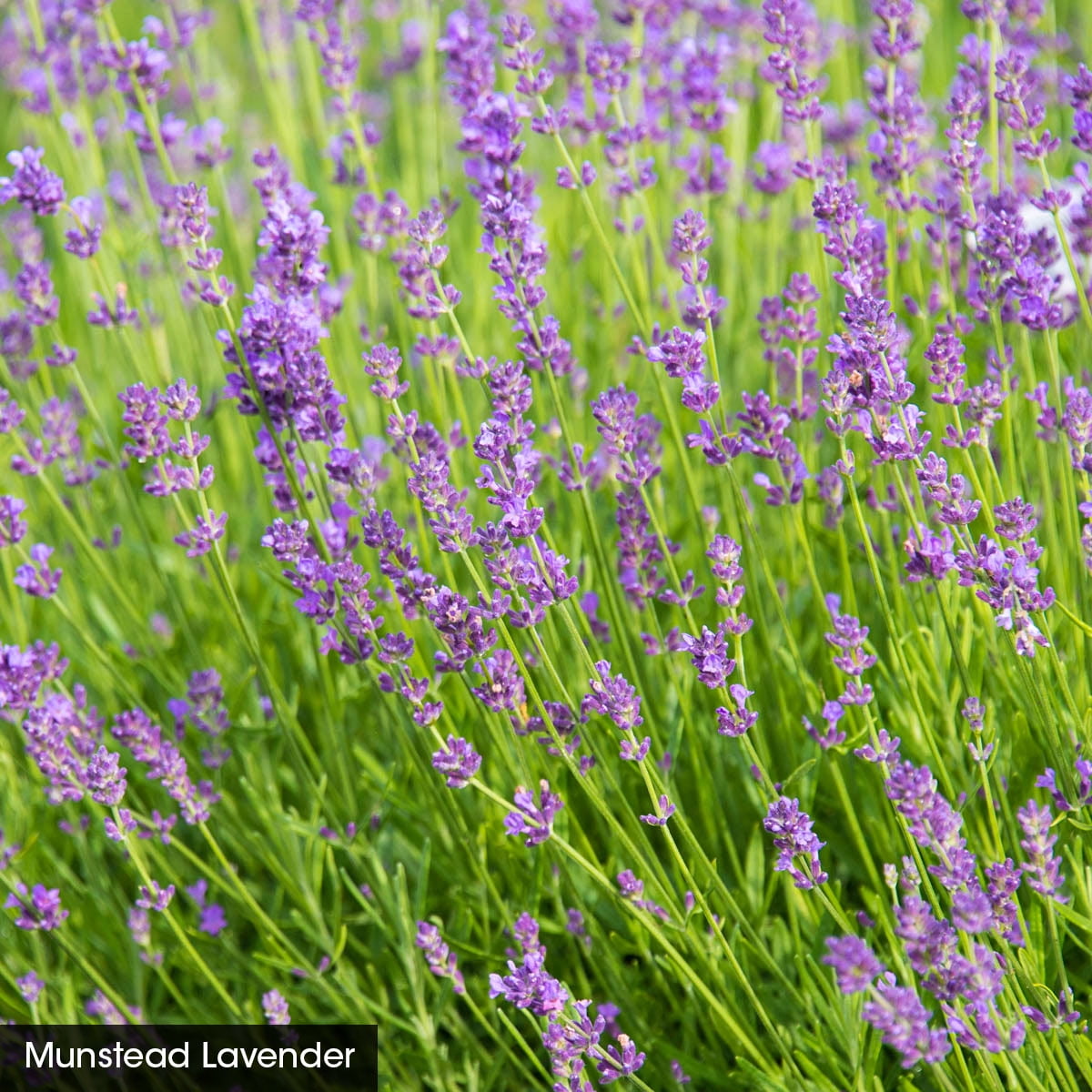 Lavender Plants in Perennials - Walmart.com