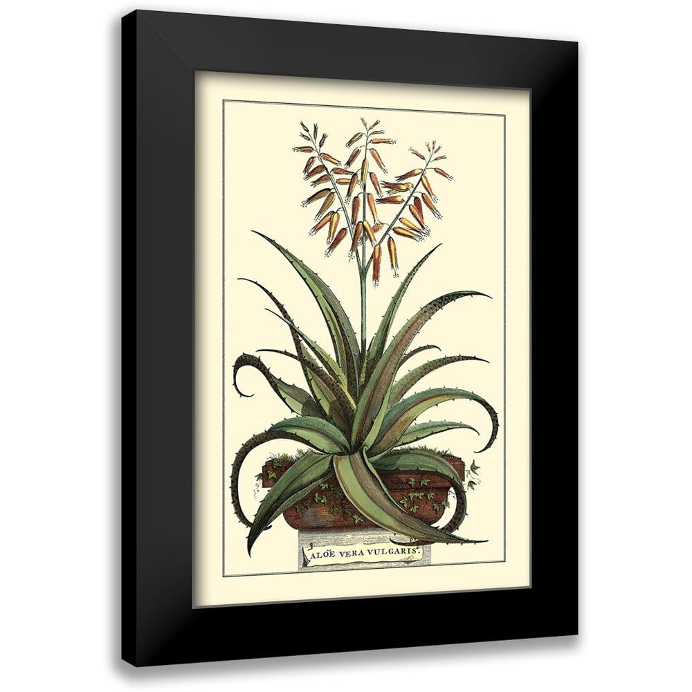 Munting, Abraham 11x14 Black Modern Framed Museum Art Print Titled ...