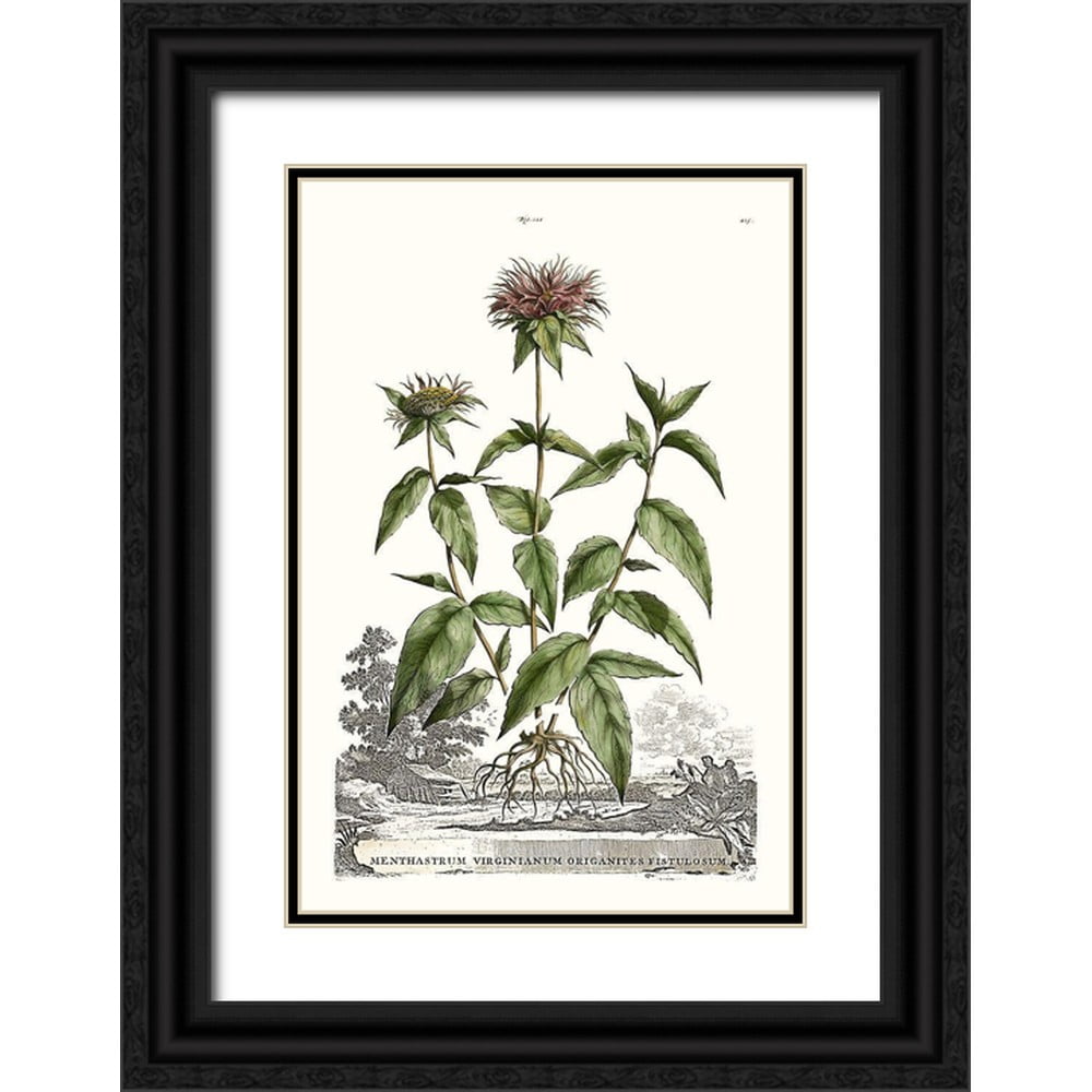 Munting, Abraham 11x14 Black Ornate Wood Framed with Double Matting ...