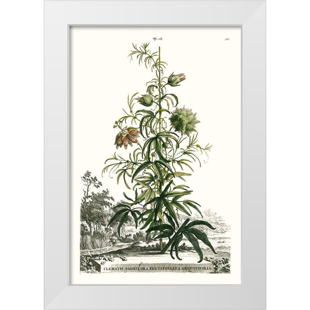 Munting, Abraham 11x14 White Modern Wood Framed Museum Art Print Titled ...