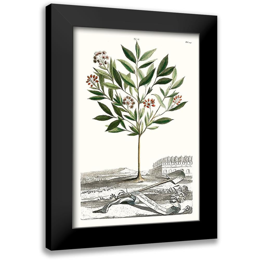 Munting, Abraham 13x18 Black Modern Framed Museum Art Print Titled ...