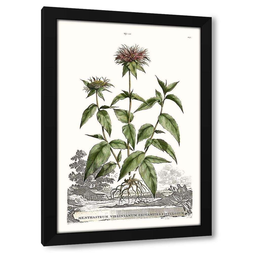 Abraham Munting 13x18 Black Modern Wood Framed Wall Art Titled ...