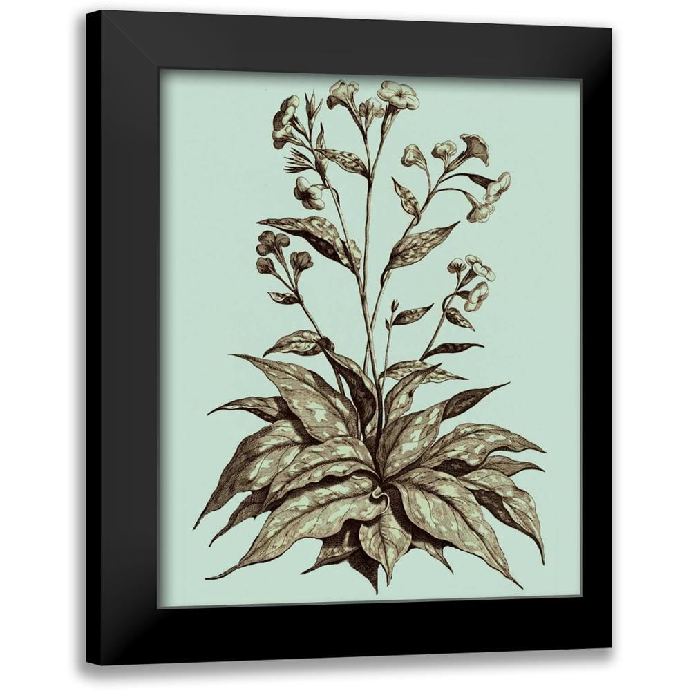 Munting, Abraham 15x18 Black Modern Framed Museum Art Print Titled ...